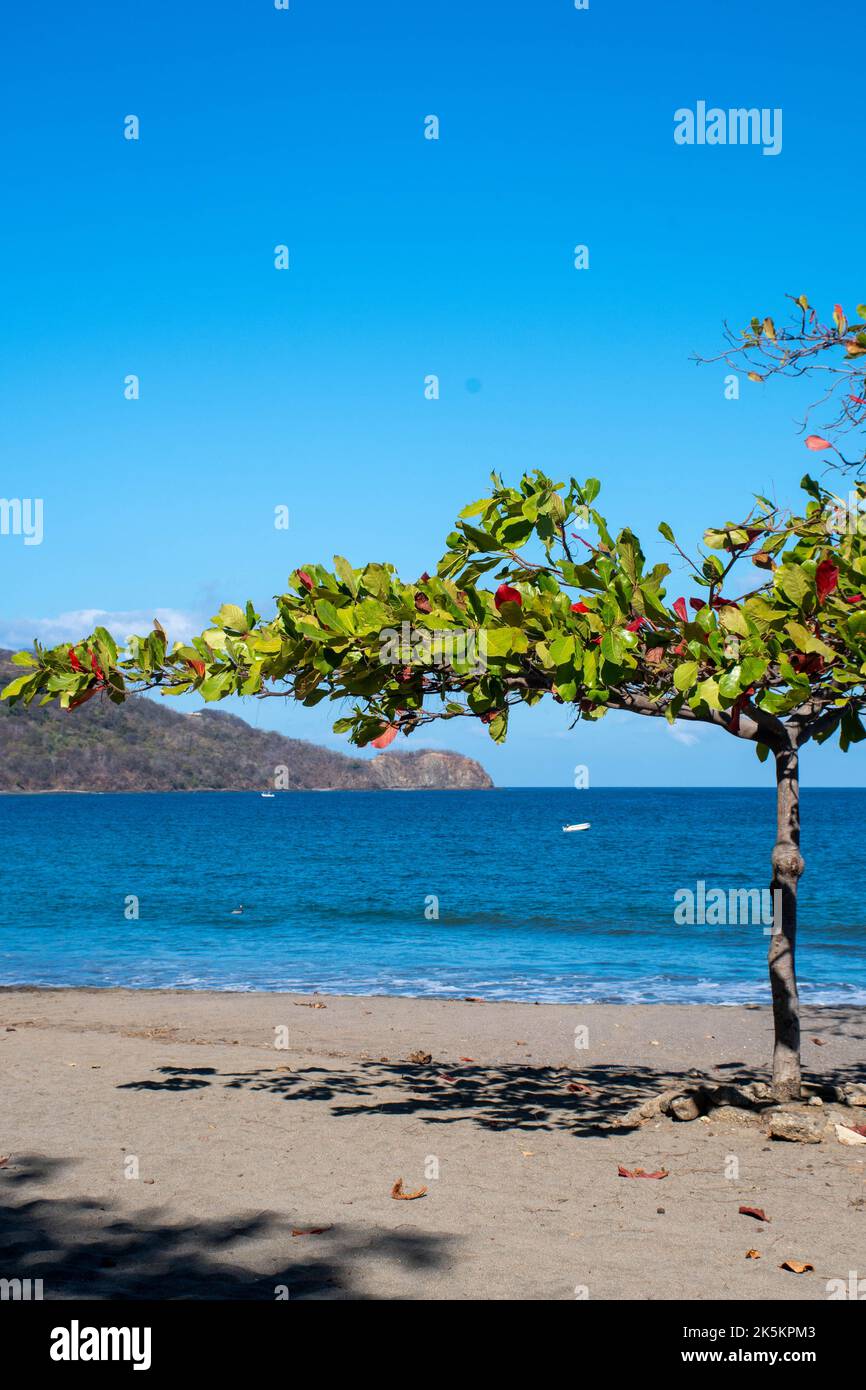 Tree overlooking tropical beach Stock Photo - Alamy