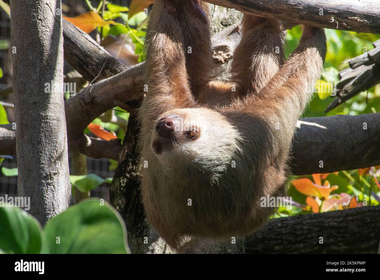Sloth Hanging upside down Stock Photo - Alamy