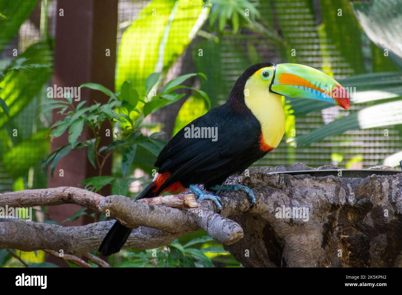 Colorful Toucan with cage Stock Photo - Alamy