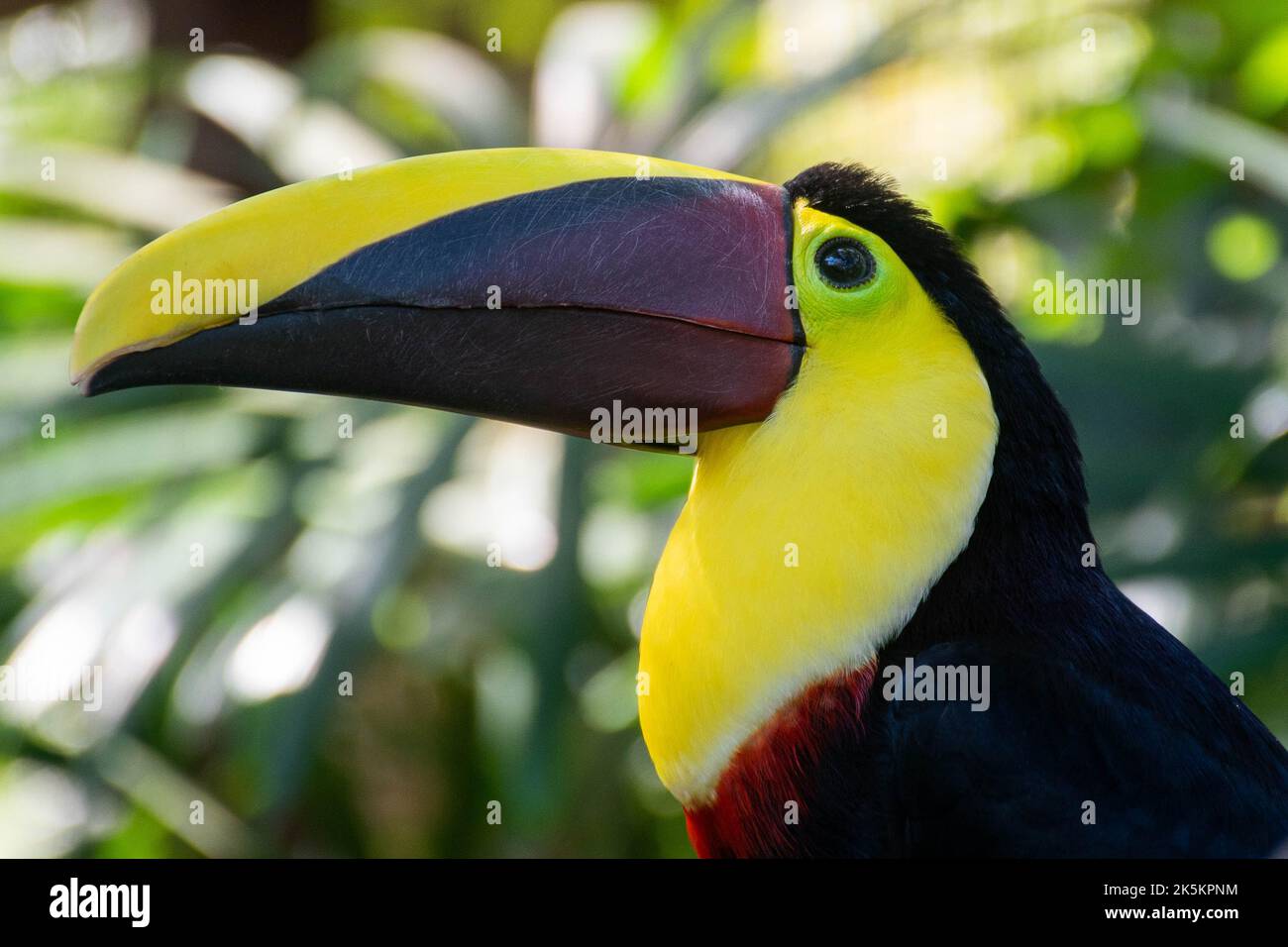 Colored toucan hi-res stock photography and images - Alamy
