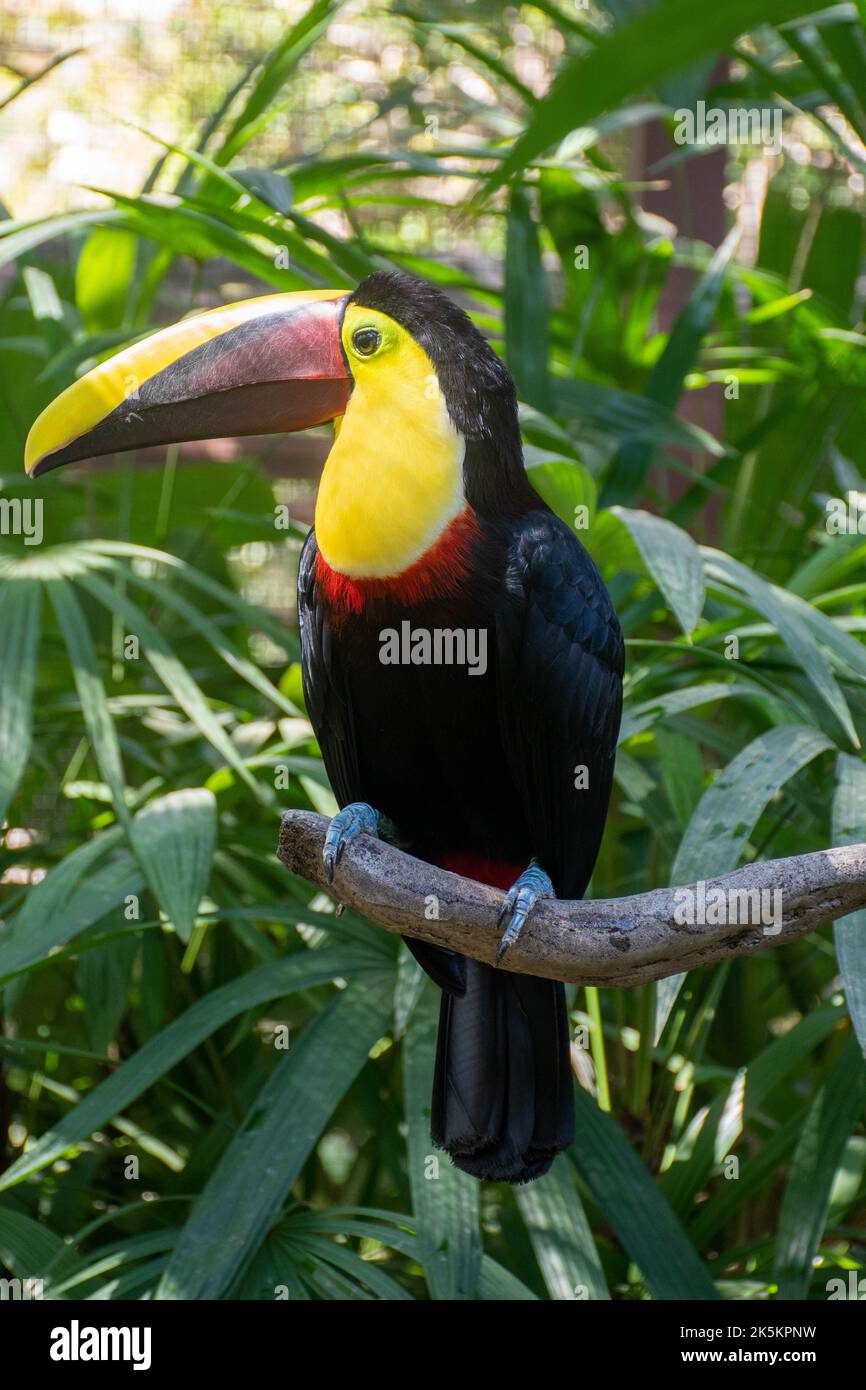 Colored toucan hi-res stock photography and images - Alamy
