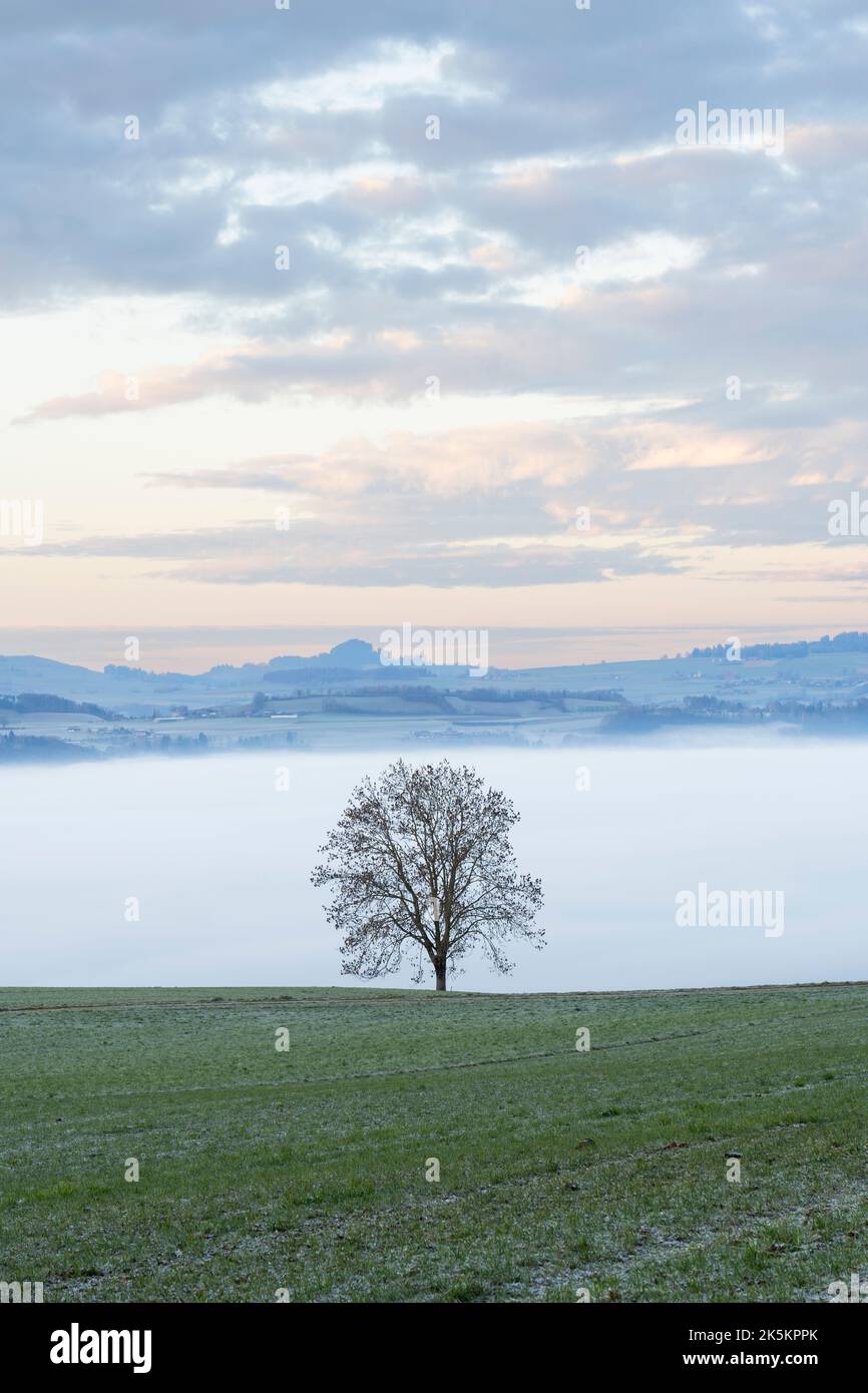 Spring Mist, trees are wet, damp fog of forest montain swiss alps Stock ...