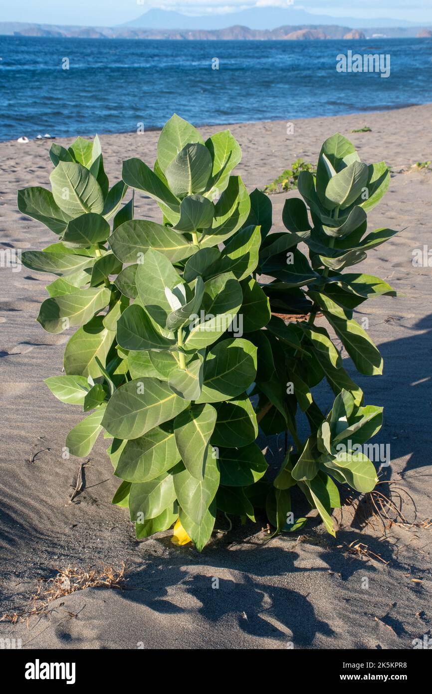 Small bush ovelooking tropical beach Stock Photo - Alamy