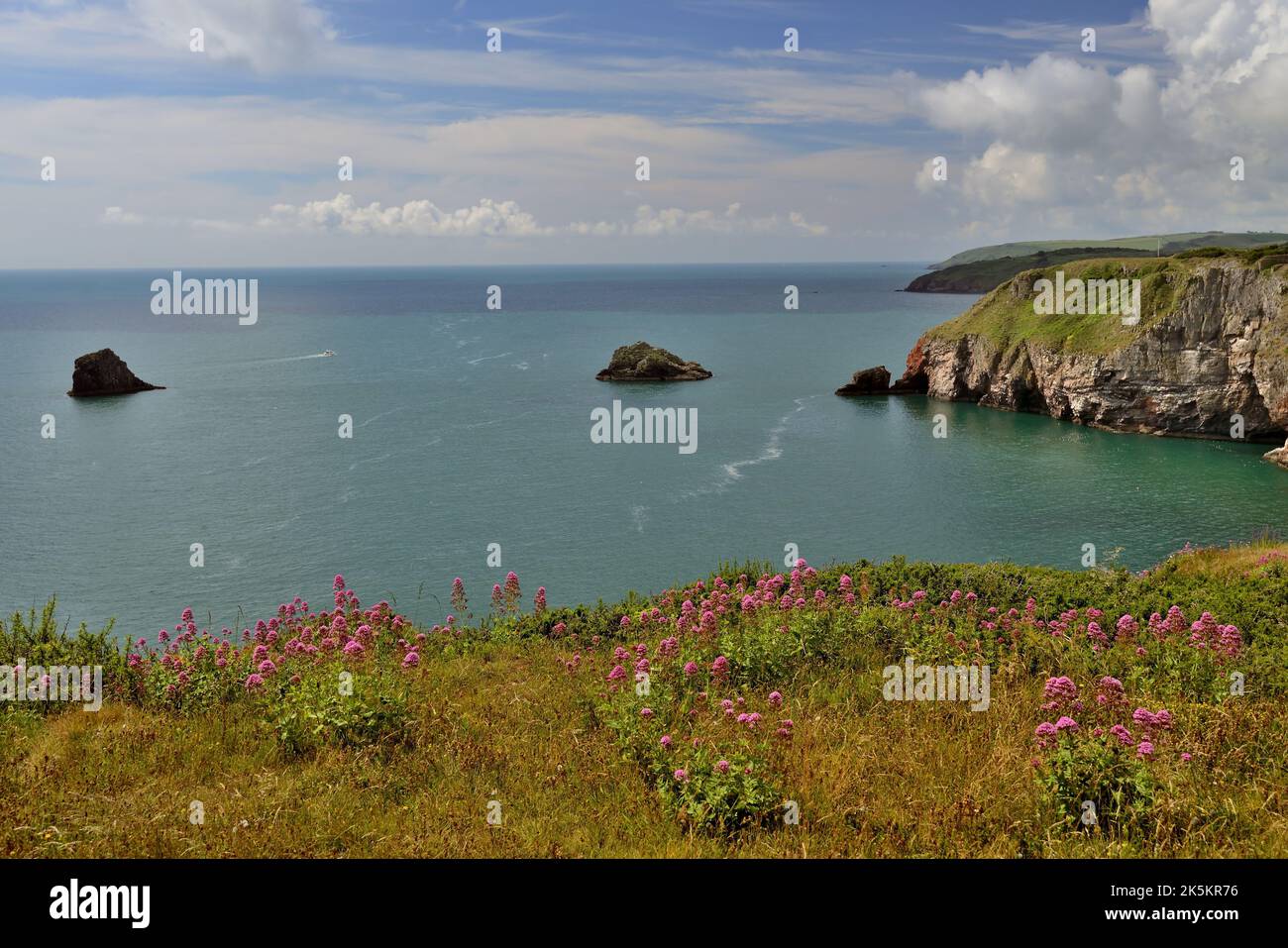 Red valerian growing on the clifftop at Berry Head, Brixham, South ...