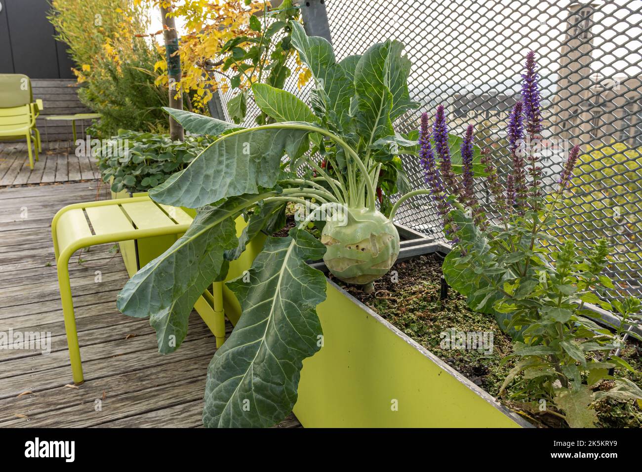 Very large turnip cabbage (Brassica oleracea gongylodes) with large ...