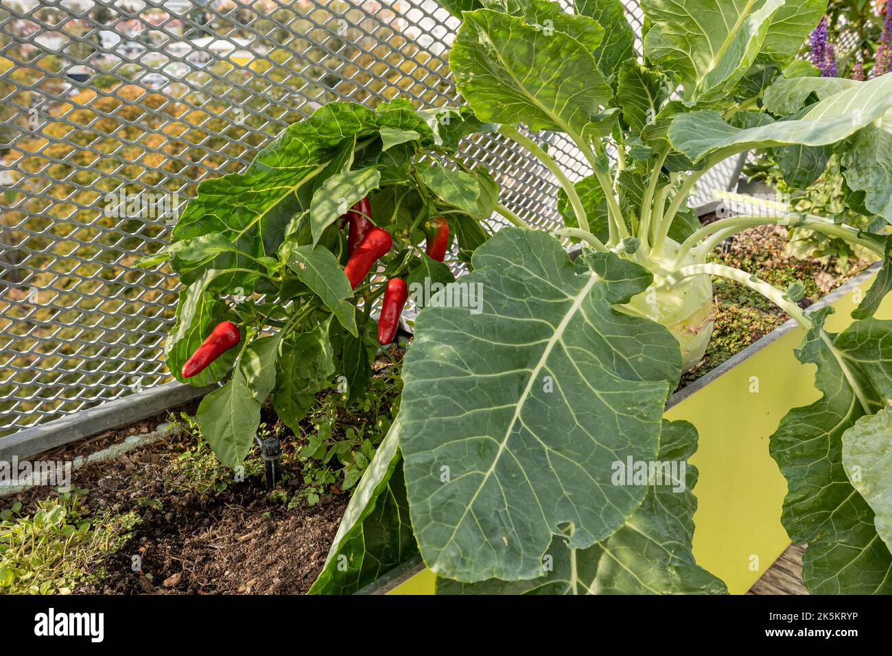Chilli plant (Capsicum annuum) with bright red fruits and very large ...