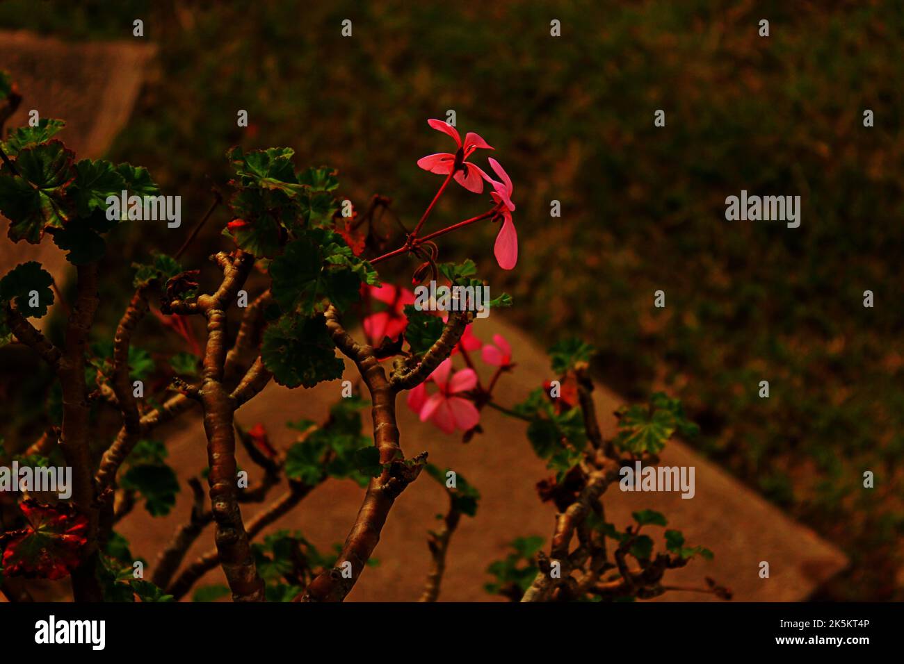Pink scarlet geranium blooming outdoors, Port Alfred, Eastern Cape ...