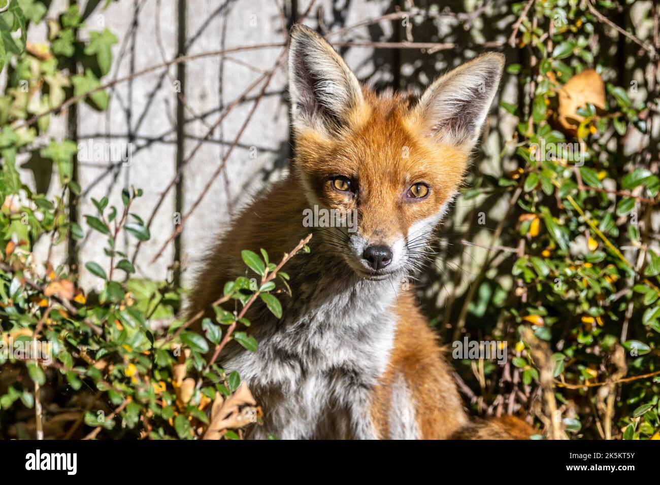 Red Fox in the morning sun in a suburban garden Stock Photo - Alamy