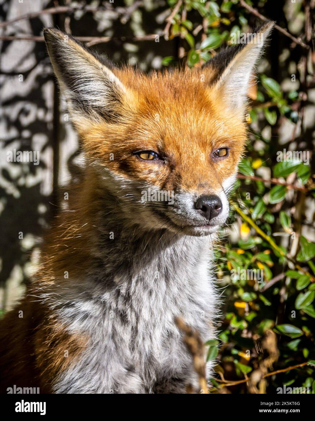Suburban fox hi-res stock photography and images - Alamy