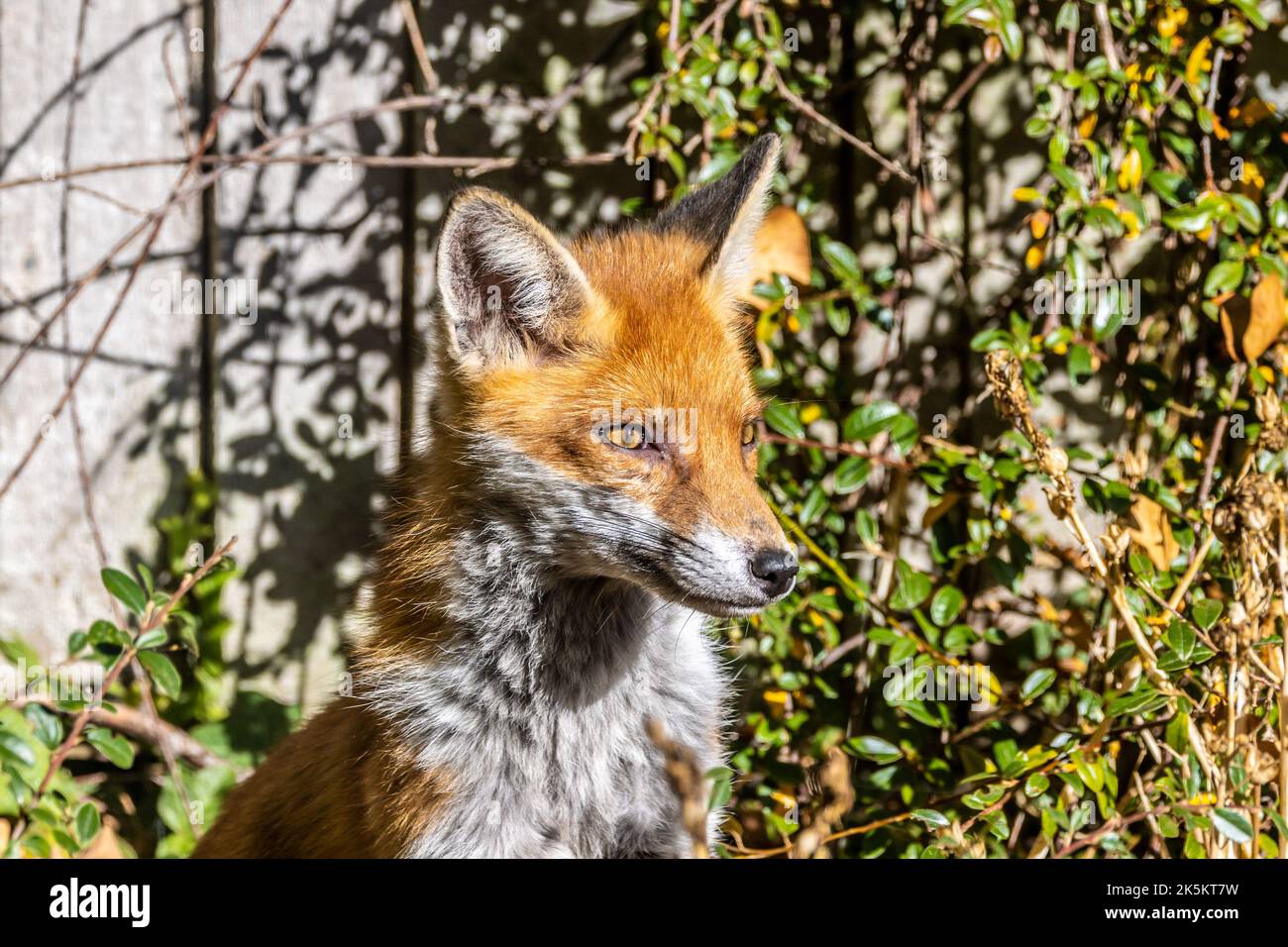 Red Fox in the morning sun in a suburban garden Stock Photo - Alamy