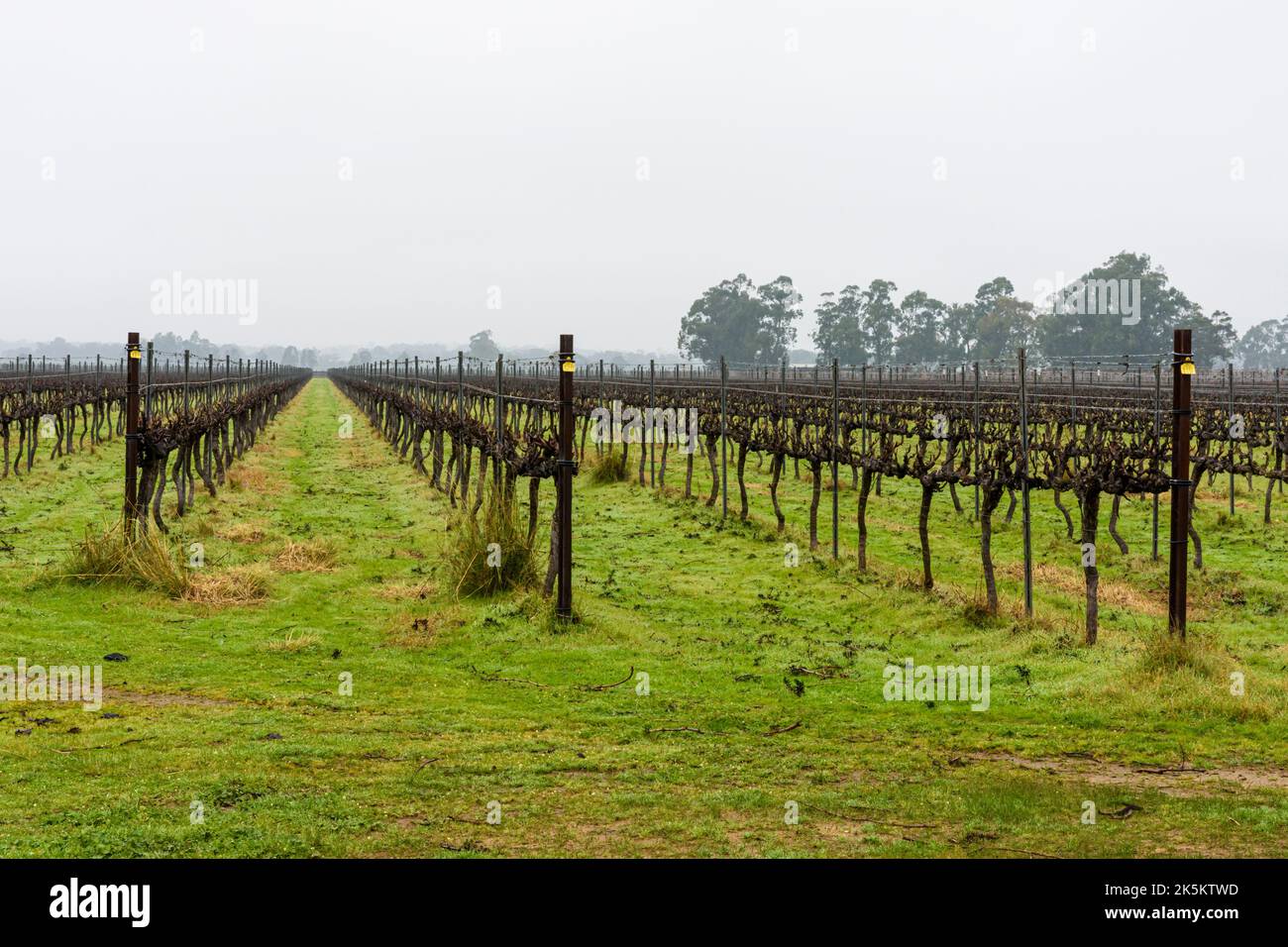 Family of grapevines hi-res stock photography and images - Alamy