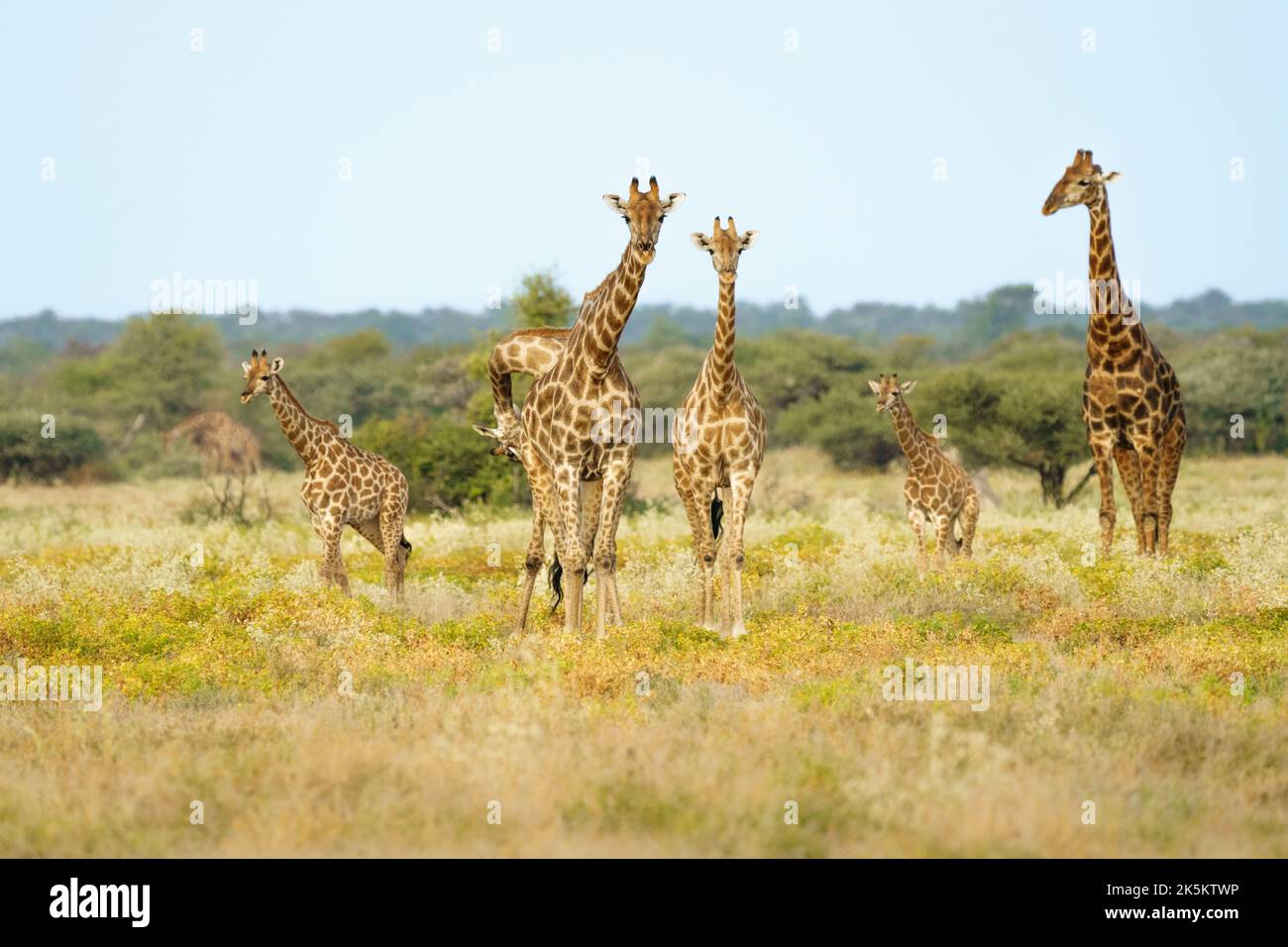 Group of Giraffes with their young crossing the savanna. Etosha ...
