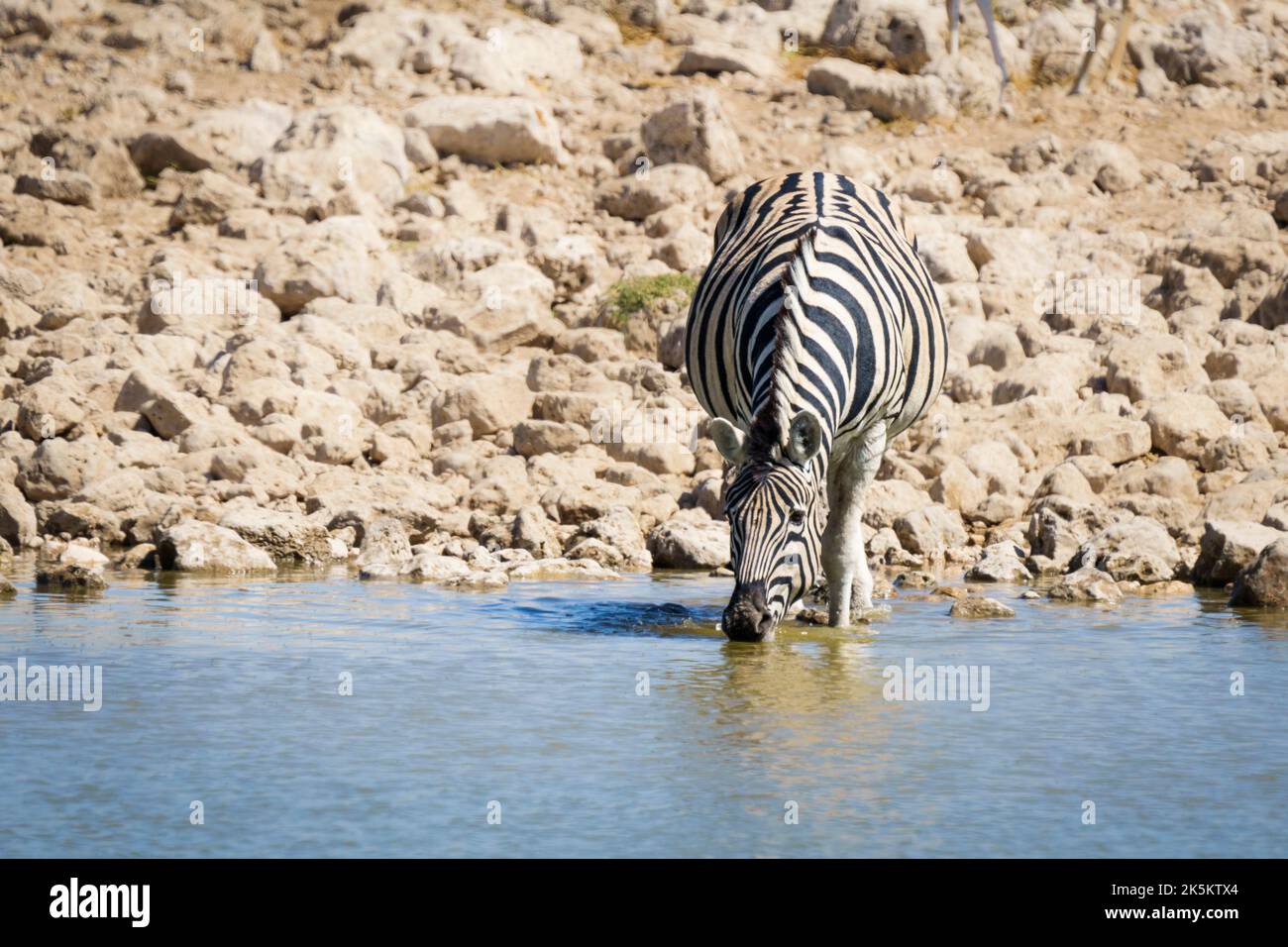 Zebra standing water hole hi-res stock photography and images - Alamy