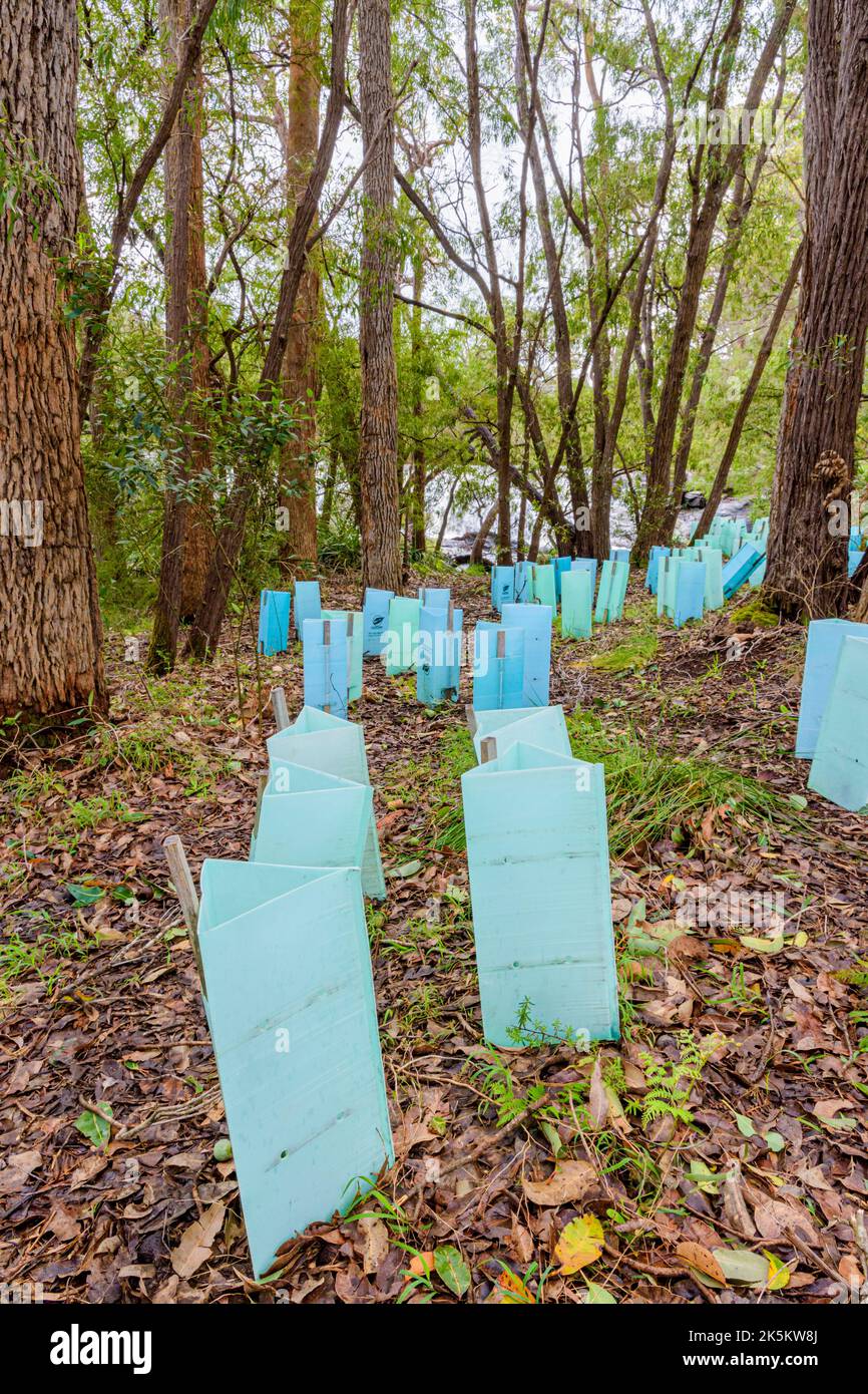 Tree guards protecting young plants from vermin and wind while ...