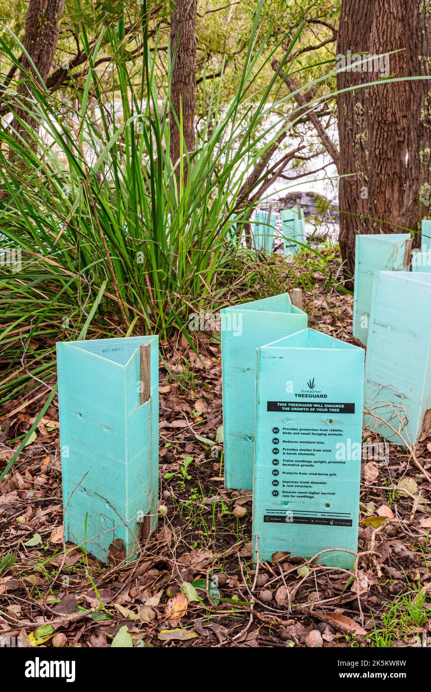 Tree guards protecting young plants from vermin and wind while ...