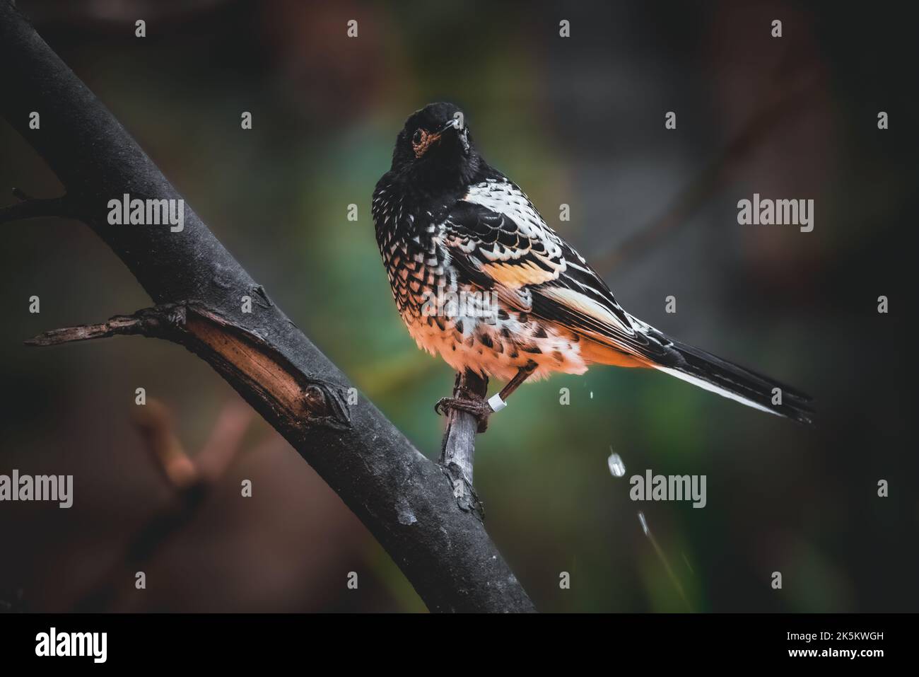 A close-up shot of a Pipilo sitting on a tree branch with a blurry background Stock Photo - Alamy