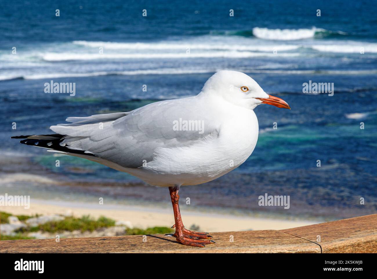 Silver Gull seagull perched on a fence looking over the Indian Ocean ...