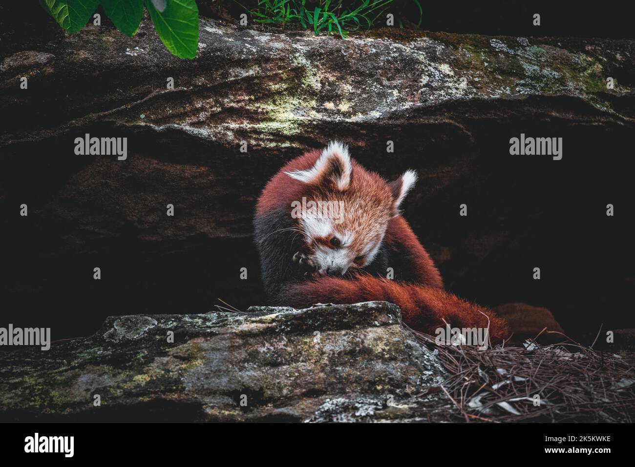 A close-up shot of a red panda sitting on stones in the wild nature ...