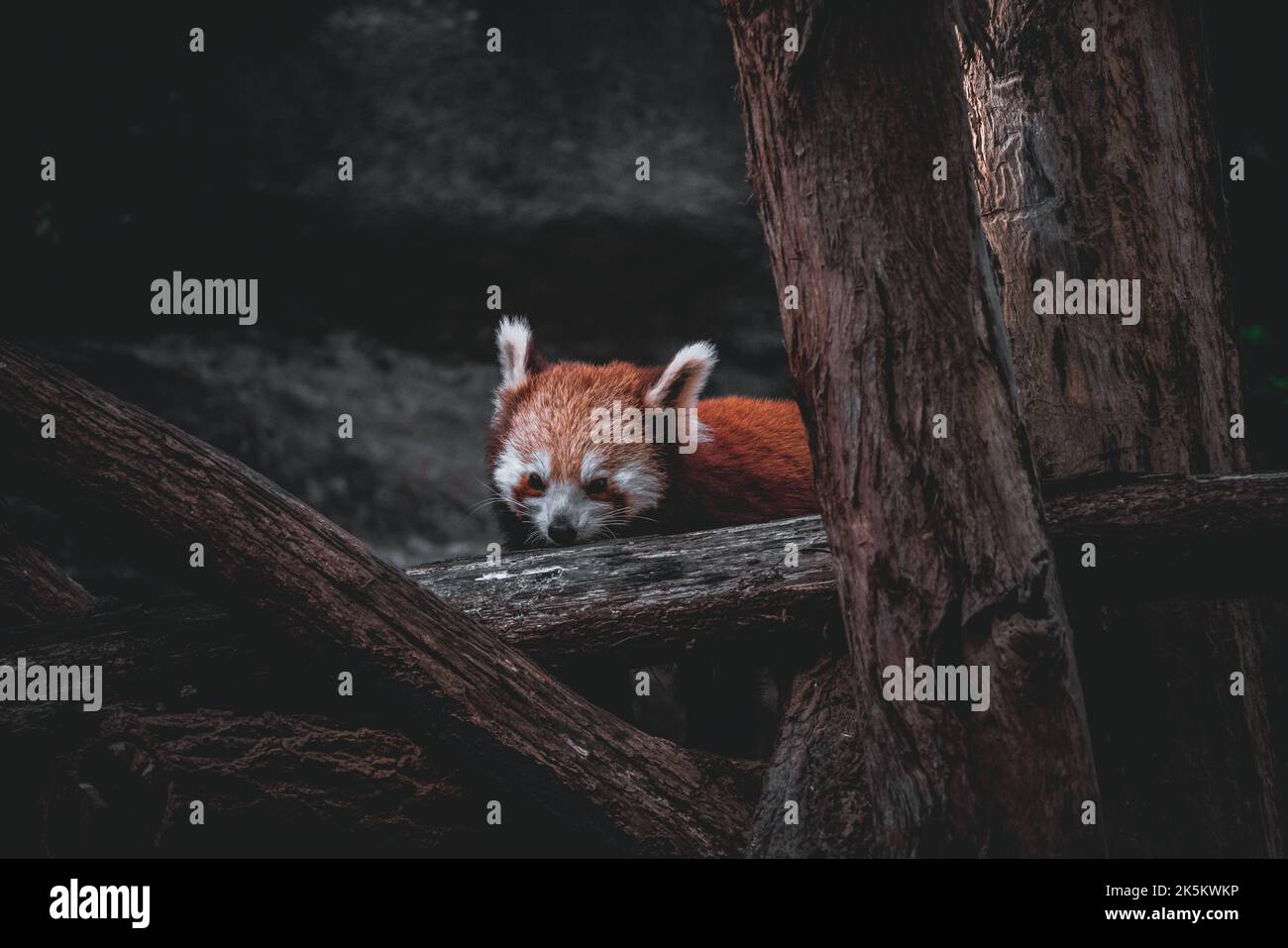 A close-up shot of a red panda hiding behind tree trunks Stock Photo ...