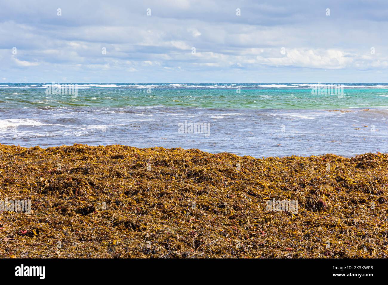 Thick piles of seaweed gathers post storm in the south west of Western ...