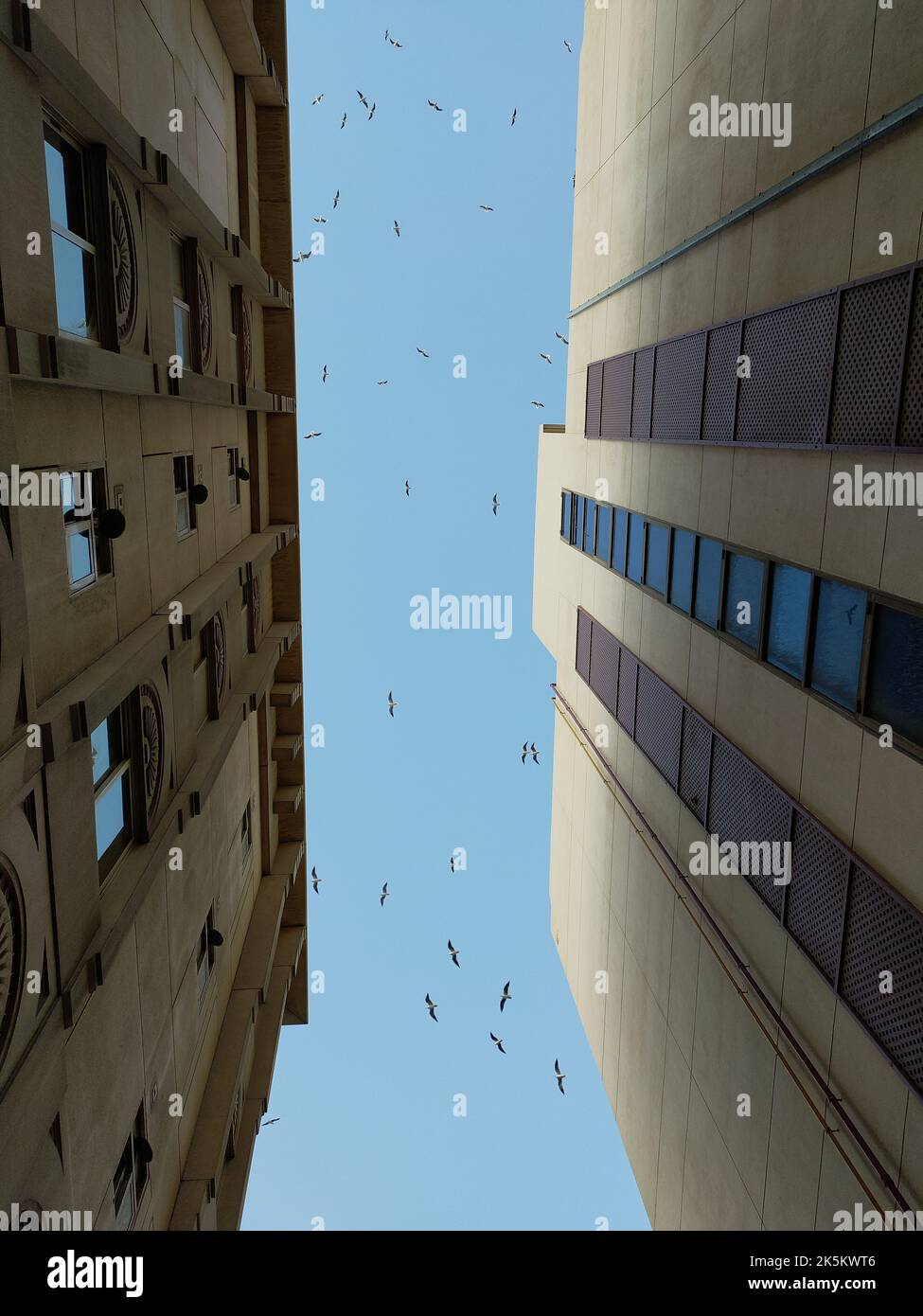 A low-angle shot of a group of birds flying in the blue sky between two ...