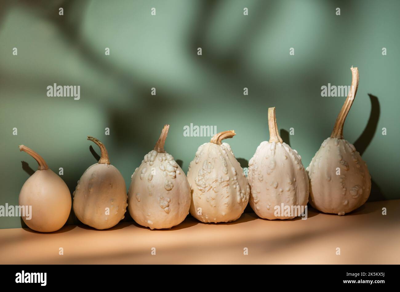 Decorative pumpkins on light orange Stock Photo - Alamy