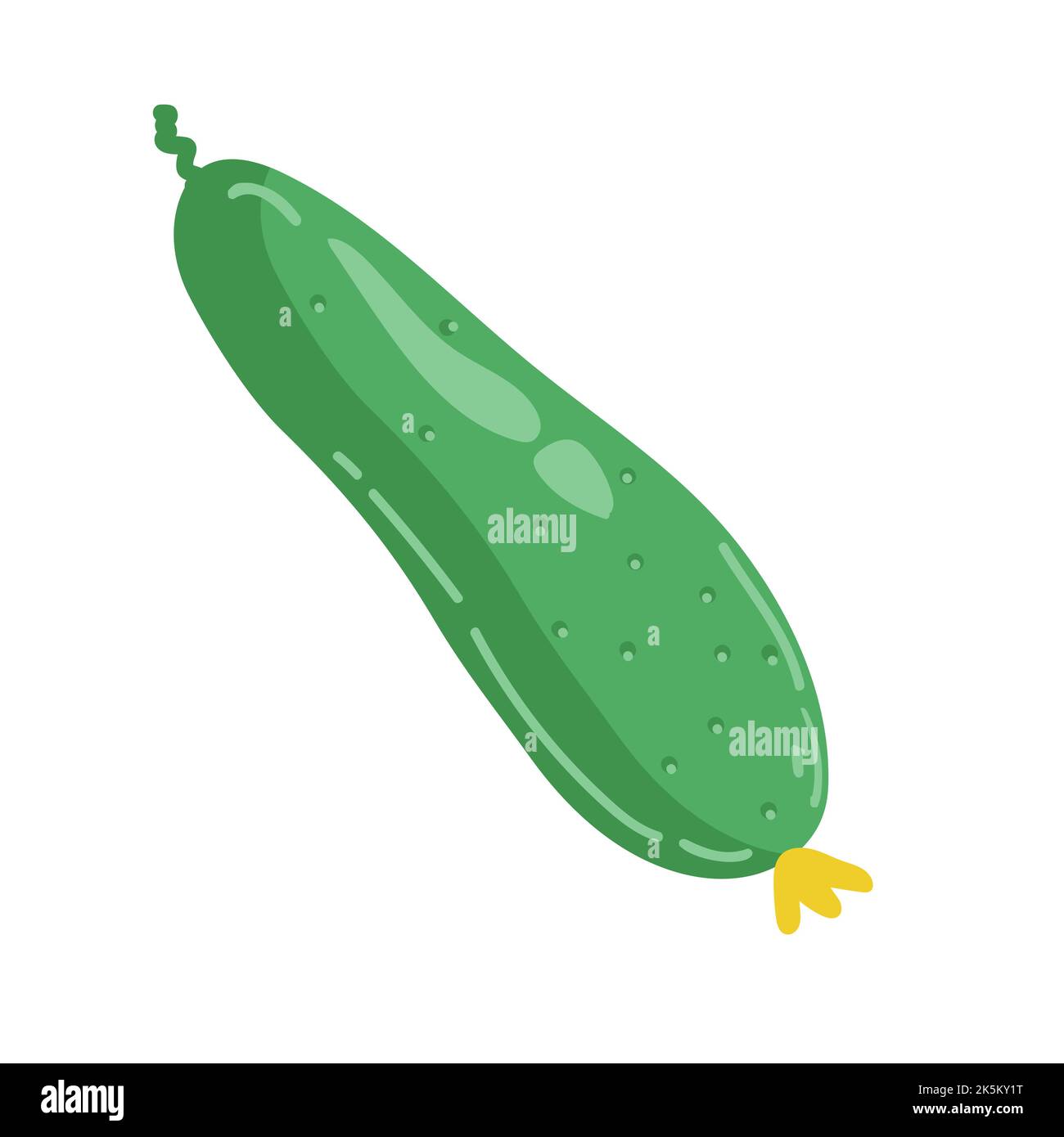 Vector illustration of cucumber isolated on white background. Green ...