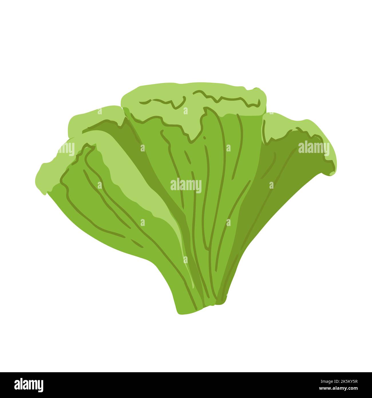 Lettuce, green leaves, bunch of salad vector illustration, background ...
