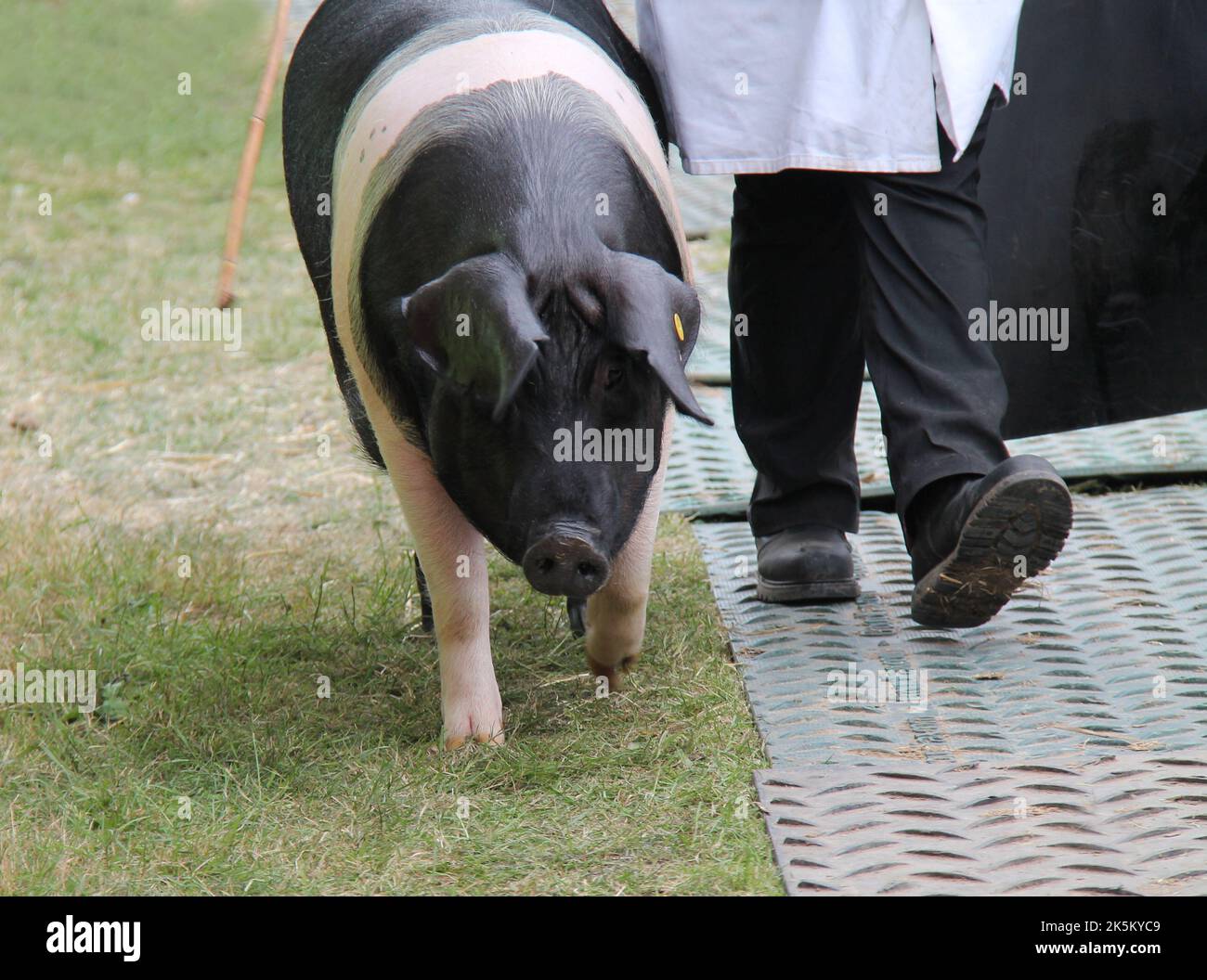 A Saddleback Farm Pig Being Taken for a Walk Stock Photo - Alamy