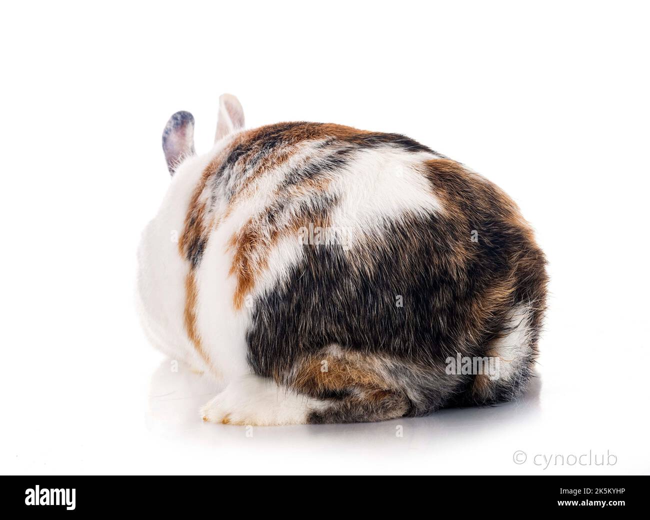 rex rabbit in front of white background Stock Photo - Alamy