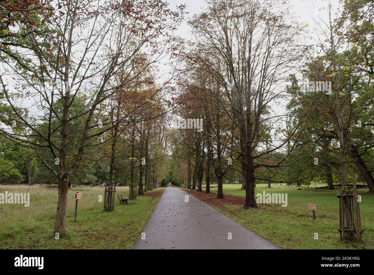 Calm Fall Season. Beautiful Landscape With Road In Autumn Forest ...