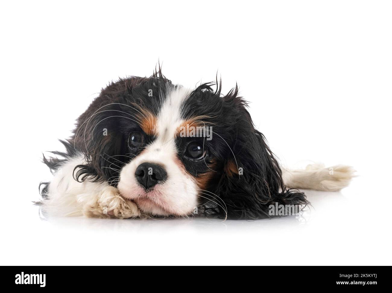 cavalier king charles in front of white background Stock Photo - Alamy