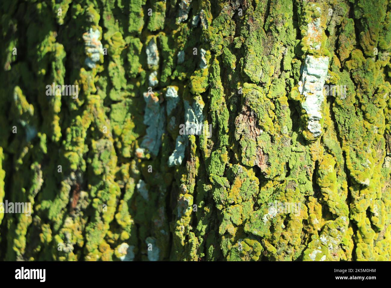Relief texture of the brown bark of a tree with green moss on it ...