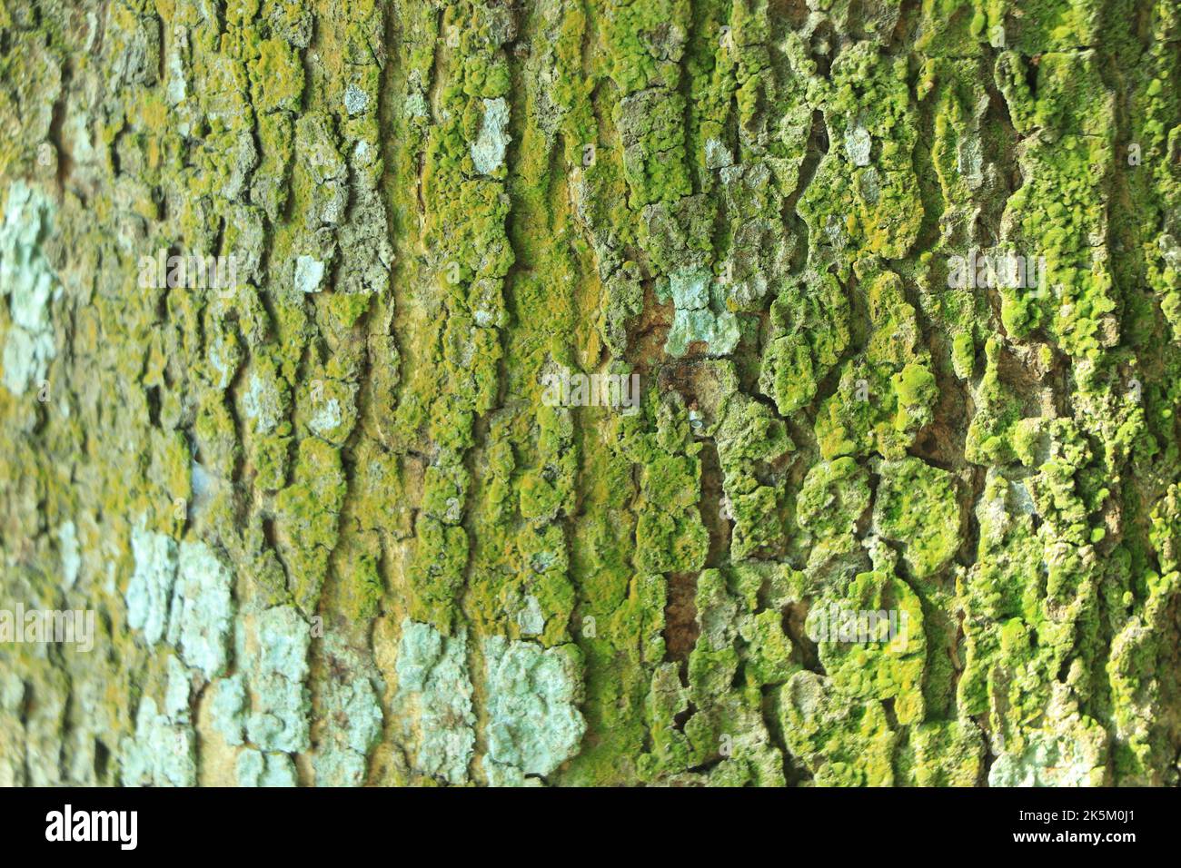 Embossed texture of the brown bark of a tree with green moss and lichen ...