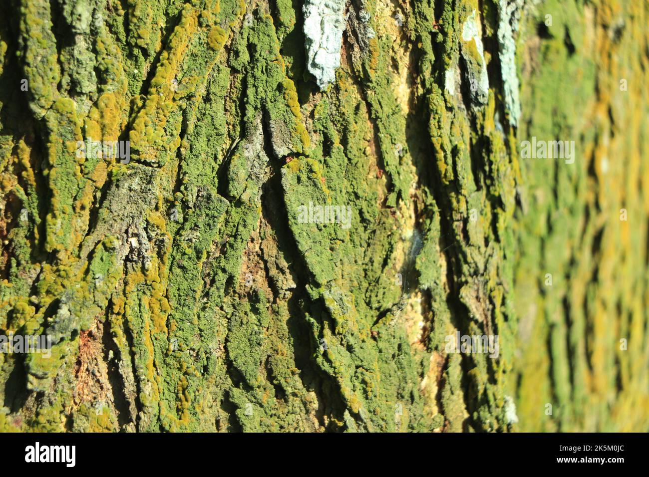 Texture of tree trunk, wooden background Stock Photo - Alamy