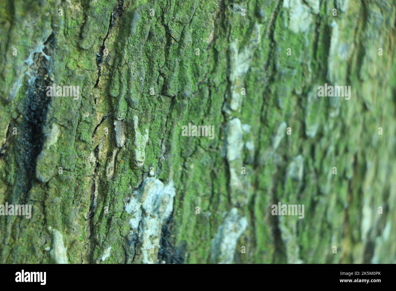 Green tree texture for background Stock Photo - Alamy