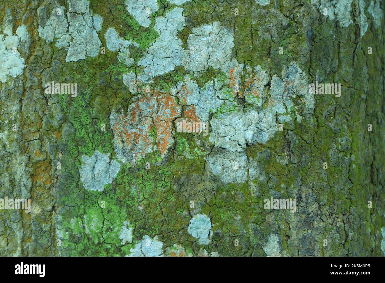 Bark old tree elm hi-res stock photography and images - Alamy
