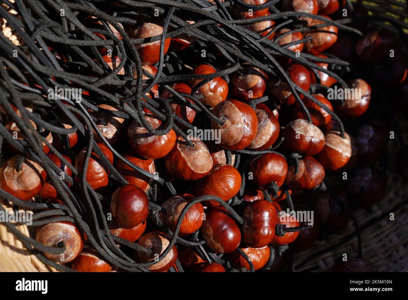 Conkers the annual World Conker Championships at the Shuckburgh Arms in ...
