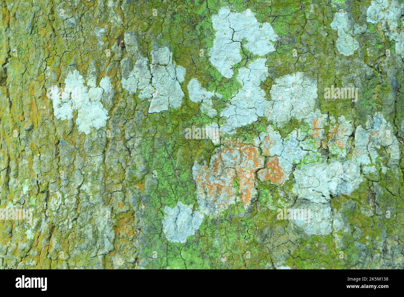 Wooden tree texture background Stock Photo - Alamy