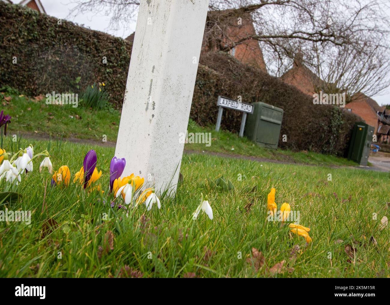 Purple snowdrops growing in spring hi-res stock photography and images ...
