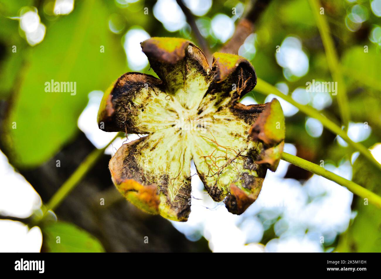 Rotten walnut hi-res stock photography and images - Alamy