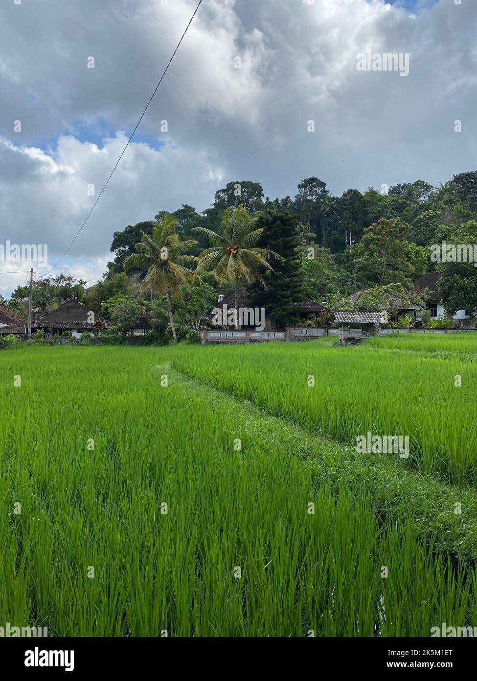 A vertical shot of the rice fields with a rural village and dense trees ...