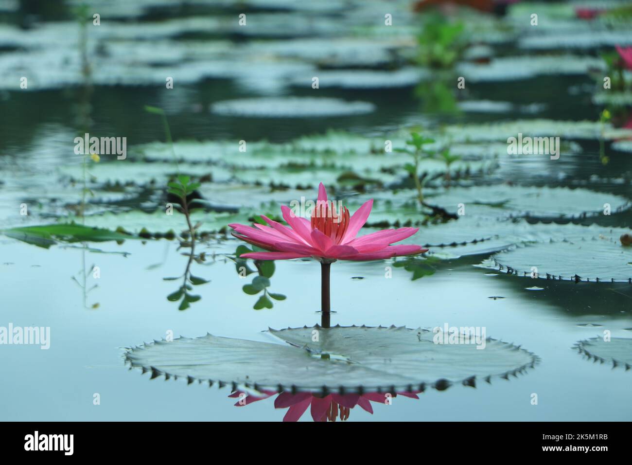 Water plant with reflection in a pond hi-res stock photography and ...