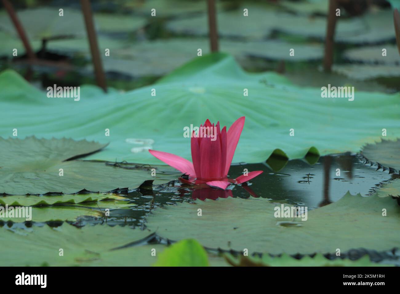 Big amazing bright pink water lily, lotus flower Perry's Orange Sunset ...