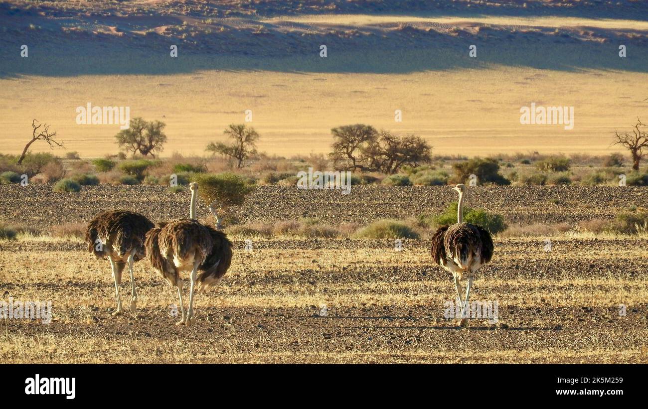 Three male ostriches captured from behind in the Namib desert, Namibia ...