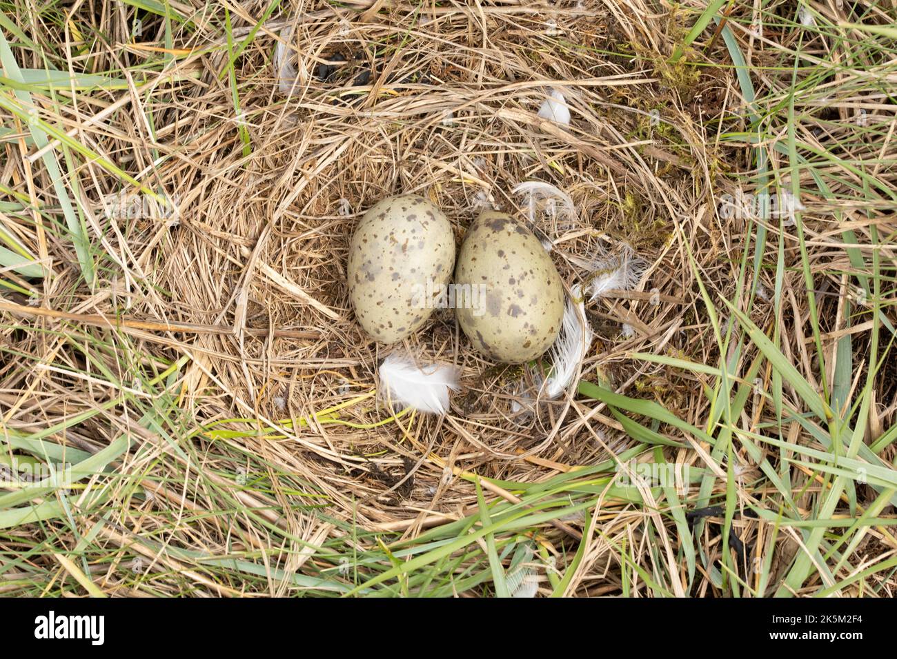 Birds of iceland hi-res stock photography and images - Alamy