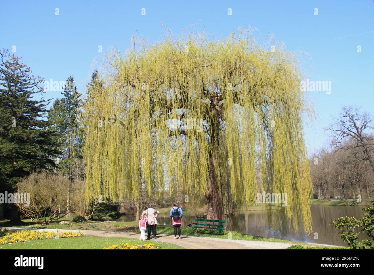The True weeping willow (Salix babylonica) is a plant from the kind of ...