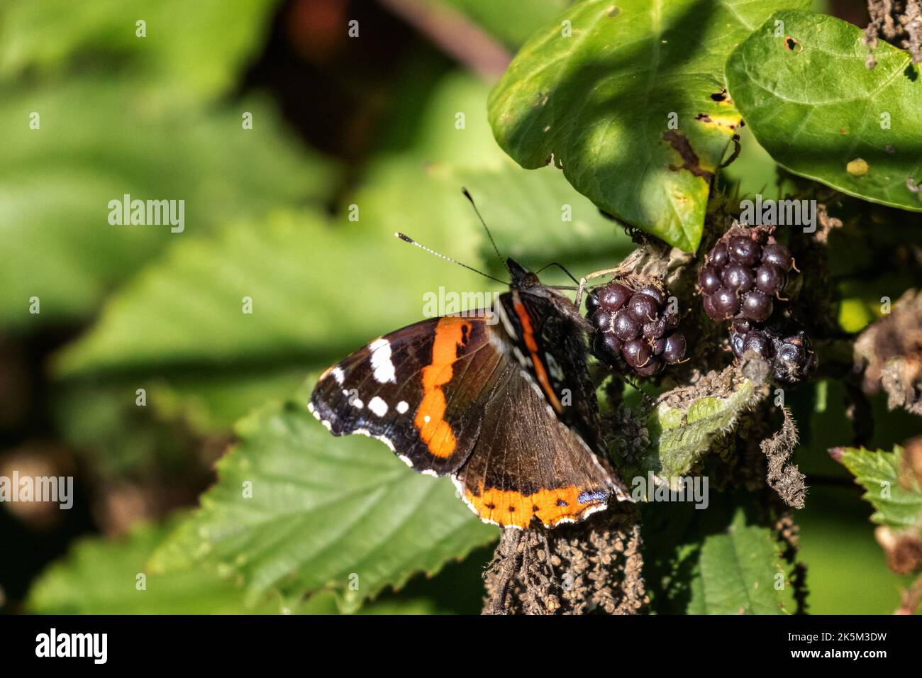 Red admiral butterfly (Vanessa atalanta) drinking juice from a ...