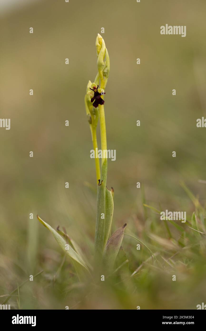 Fly Orchid, Ophrys insectifera. Selsley Common, Stroud, Gloucestershire ...