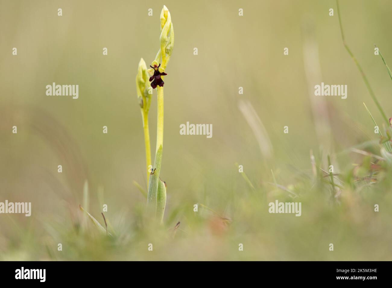 Fly Orchid, Ophrys insectifera. Selsley Common, Stroud, Gloucestershire ...